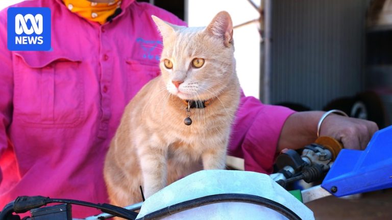 Mango the muster cat draws attention to western Queensland's ongoing ...