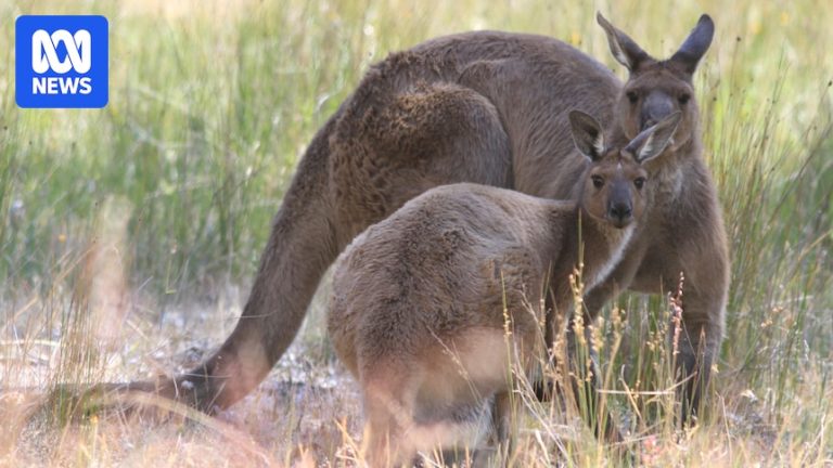 Drought conditions forcing kangaroo mobs to descend on farms, consuming ...